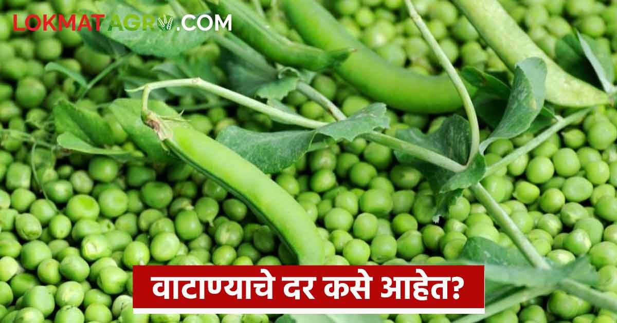 वाटाणा तेजीत, पुणे बाजारात तब्बल 11 हजार रुपये क्विंटलचा दर, वाचा ...