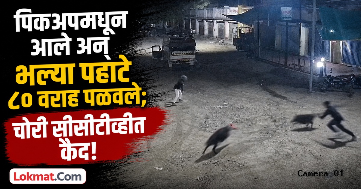 बीड जिल्ह्यात अजब चोरी, अवघ्या अर्ध्या तासात कड्यातून ८० वराह ...