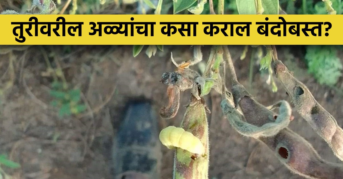 तूर पिकावरील शेंगा पोखरणाऱ्या अळ्यांच्या कसे कराल व्यवस्थापन? | How to ...