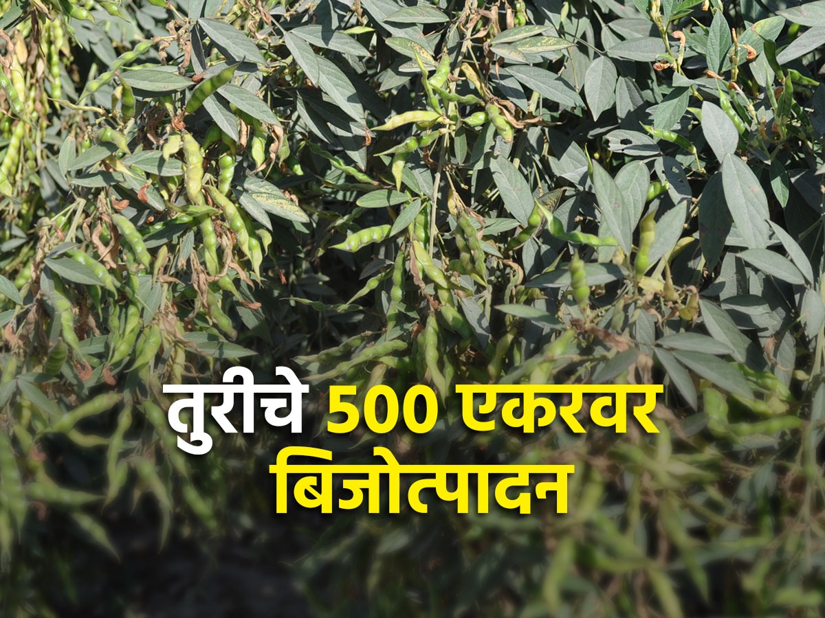 तुरीच्या गोदावरी वाणाचे बिजोत्पादन; ठिबक सिंचनावर जोमदार वाढ | Seed ...