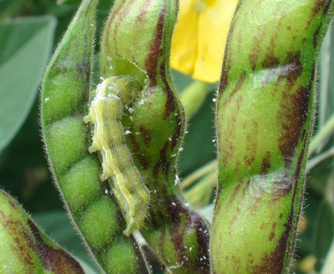 तूर पिकातील किडी कशा ओळखाल? | How to identify the pest in the pigeon ...
