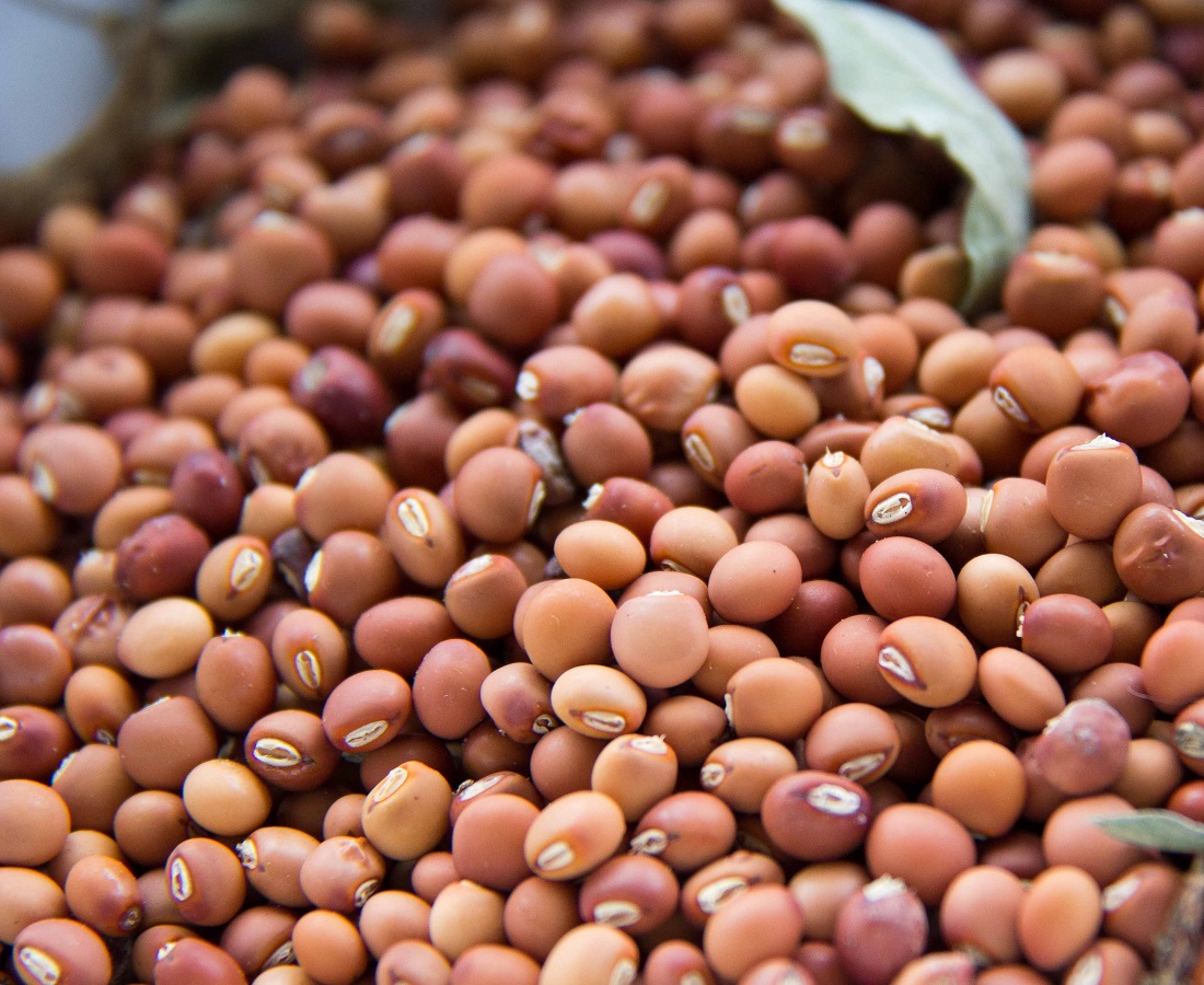 तुरीच्या भावाचा ११ हजाराचा उच्चांक | Tur pigeon pea price peaked at ...