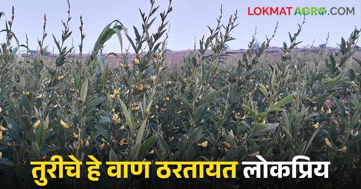 तूर पेरायला उशीर झाला मग भरघोस उत्पादनासाठी निवडा हे वाण | Late sowing ...