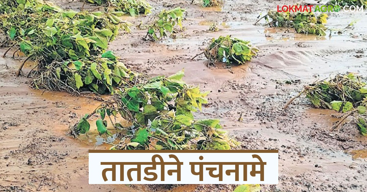 Pik Panchanama : शेतपिकांच्या नुकसानीचे तातडीने पंचनामे करावेत ...