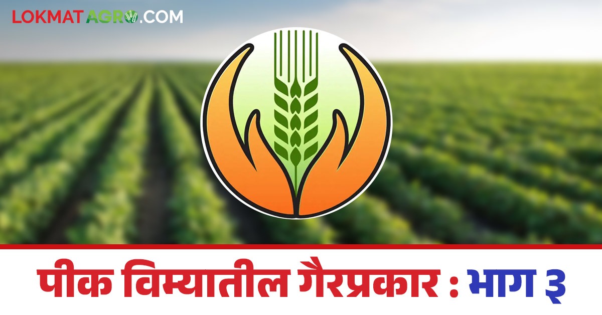 Pik Vima Yojana : नाशिक जिल्ह्यात एकाच क्षेत्रावर दोनदा पीकविमा ...
