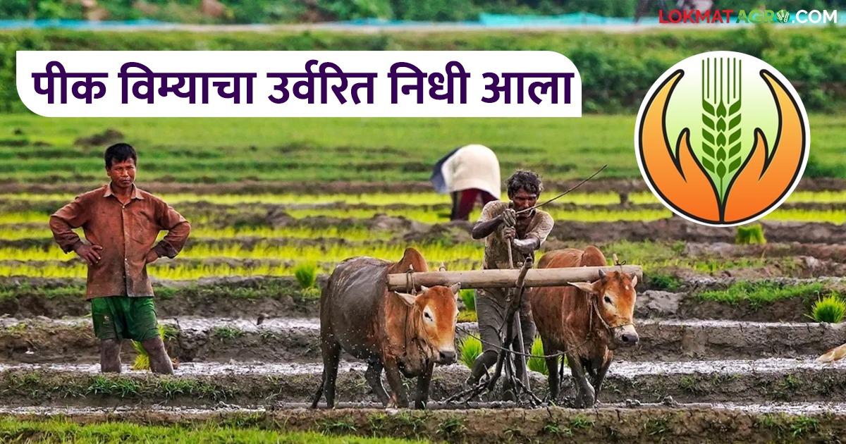 Pik Vima Yojana : उर्वरित पीक विम्याचा हफ्ता वितरणासाठी शासनाचा जीआर ...