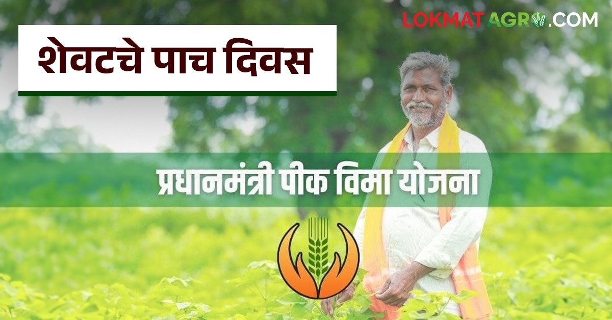 Pik Vima Yojna : पीक विमा योजेनसाठी पाच दिवस शिल्लक, शेतकरी बांधवाना ...