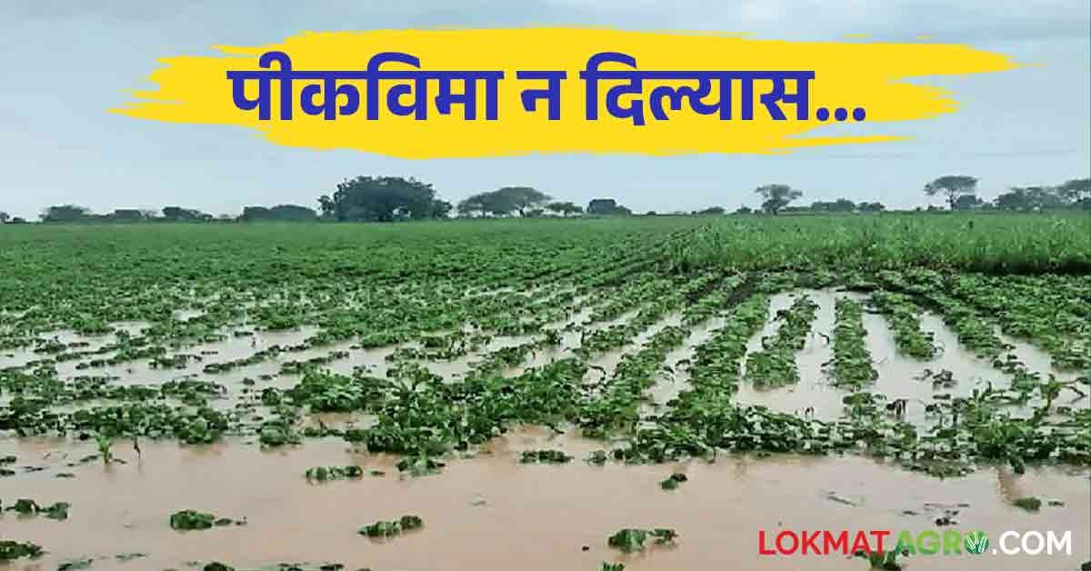 Pik Vima : पीकविमा रक्कम रोखणे कायद्याने गुन्हा विमा अनुदान त्वरित द्या ...