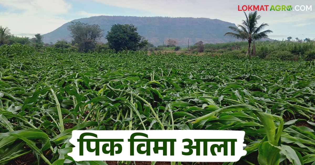 Pik Vima : या जिल्ह्यातील पिक विम्याचे पैसे आले, पुढील आठवड्यात जमा ...