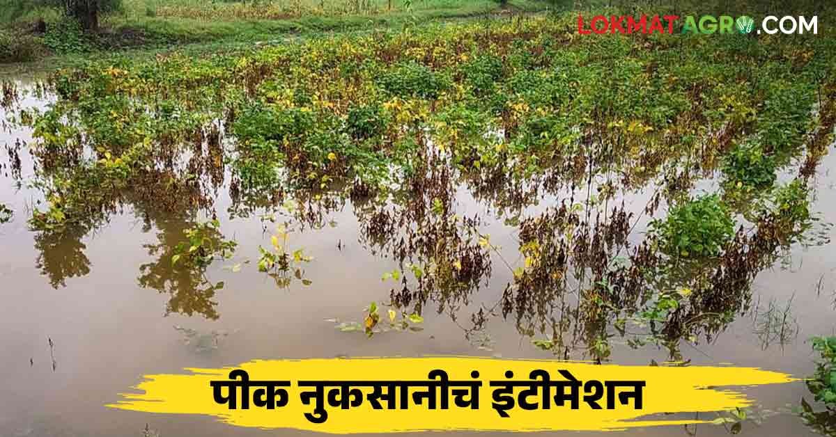 Kharif Pik Vima : खरीप पीक नुकसानीच्या ६४ हजार तक्रारी अपात्र काय आहेत ...