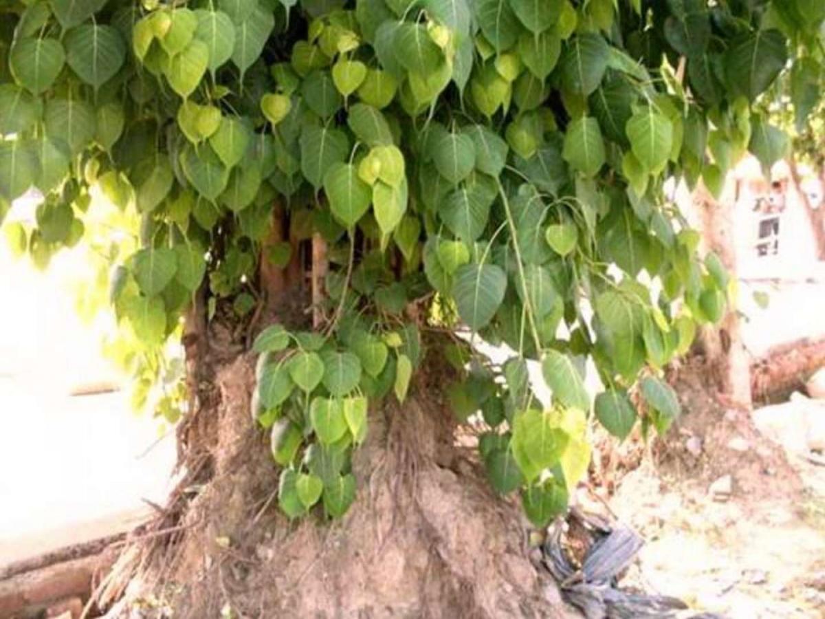 वृक्ष मोठा की देव? - Marathi News | Is the tree bigger or God? | Latest ...