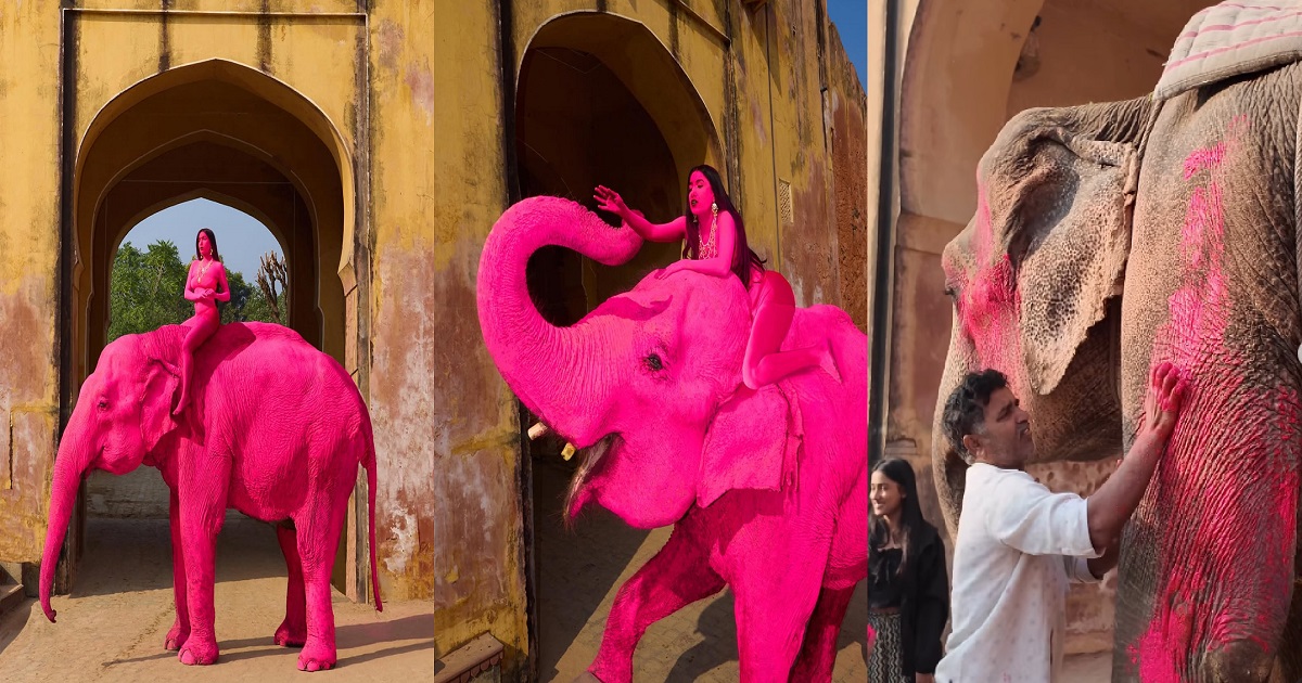 Video: जयपूर ‘पिंक एलिफंट’ फोटोशूट वादात; 'त्या' हत्तीचा महिनाभरापूर्वी ...