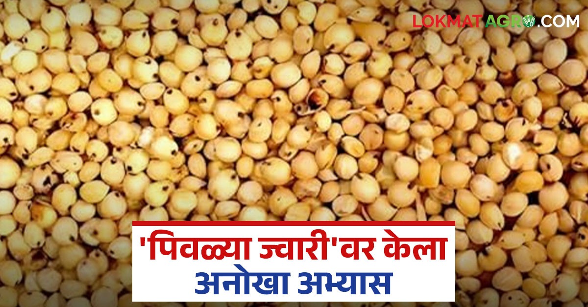 latest news new research about Piwali Jowar read in details