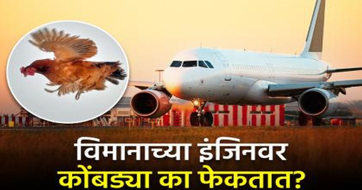 विमानाच्या उड्डाणावेळी इंजिनावर कोंबड्या का फेकल्या जातात?; 'डेड चिकन ...