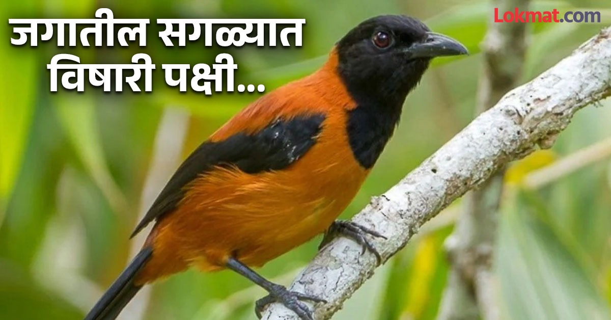 'हा' आहे जगातील सगळ्यात विषारी पक्षी, ज्याला स्पर्श करताच जाऊ शकतो जीव ...