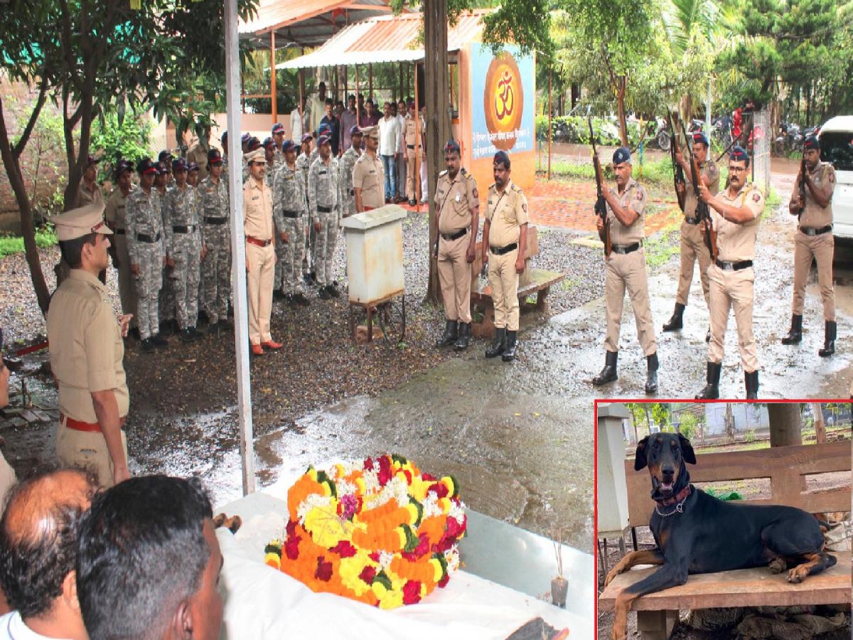 Sangli: शेकडो गुन्हेगारांना गजाआड करणारा पोलिस श्वान ‘कूपर’ काळाच्या ...
