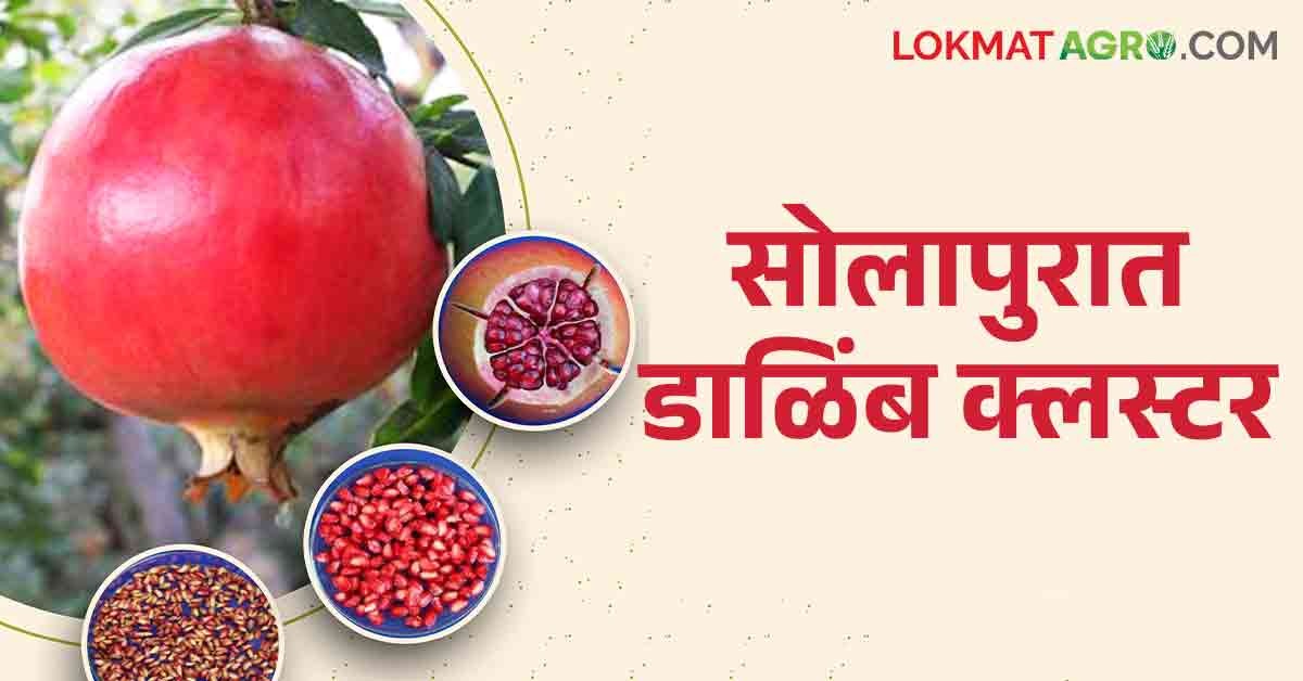 Dalimb Cluster Solapur : सोलापूर जिल्ह्यात डाळिंब क्लस्टरसाठी दोनशे ...