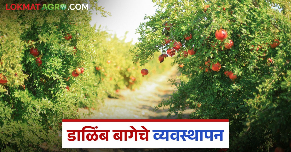 Dalimb Bag : डाळिंब बागेचे सध्याच्या अवस्थेत कसे व्यवस्थापन कराल? वाचा ...