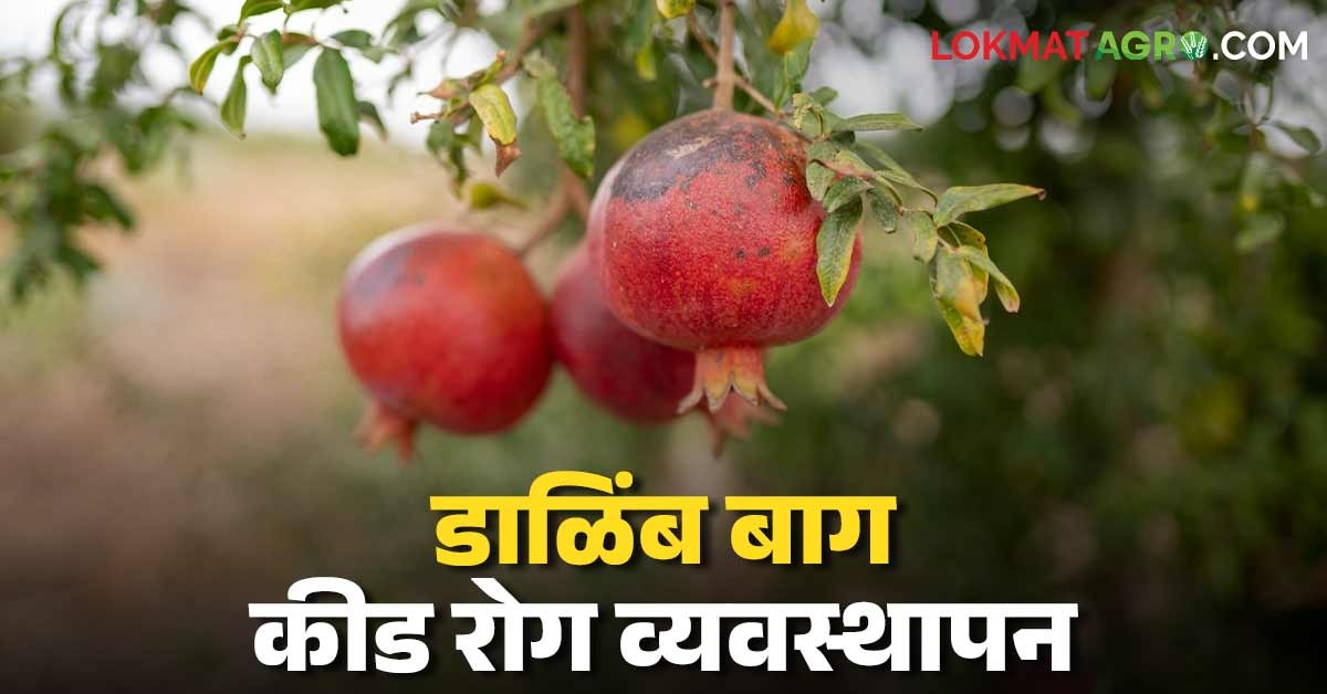 Dalimb Crop Management : डाळिंब बागेवर 'ही' लक्षणे दिसल्यास, अशी घ्या ...