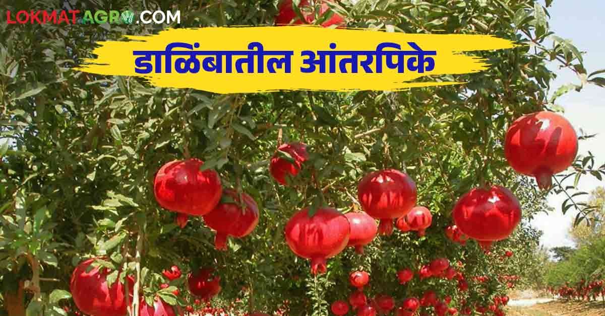 Dalimb Lagwad : डाळिंबाच्या बागेत कोणती आंतरपीके घ्यावीत वाचा सविस्तर ...