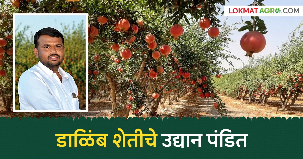 डाळिंब शेतीतून दीड कोटीचे उत्पन्न; जुजारपूरच्या सदाशिवरावांना शासनाचा ...