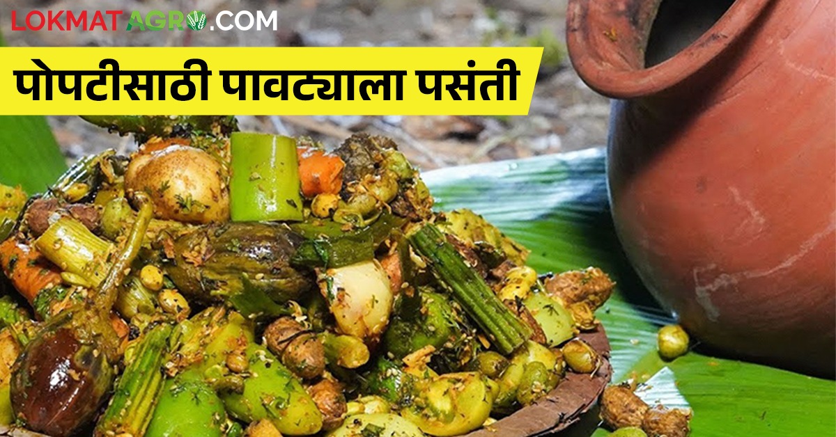 घाटमाथ्यावरील पावटा वाढवतोय पोपटीची चव; कशी केली जाते पोपटी? | lima ...