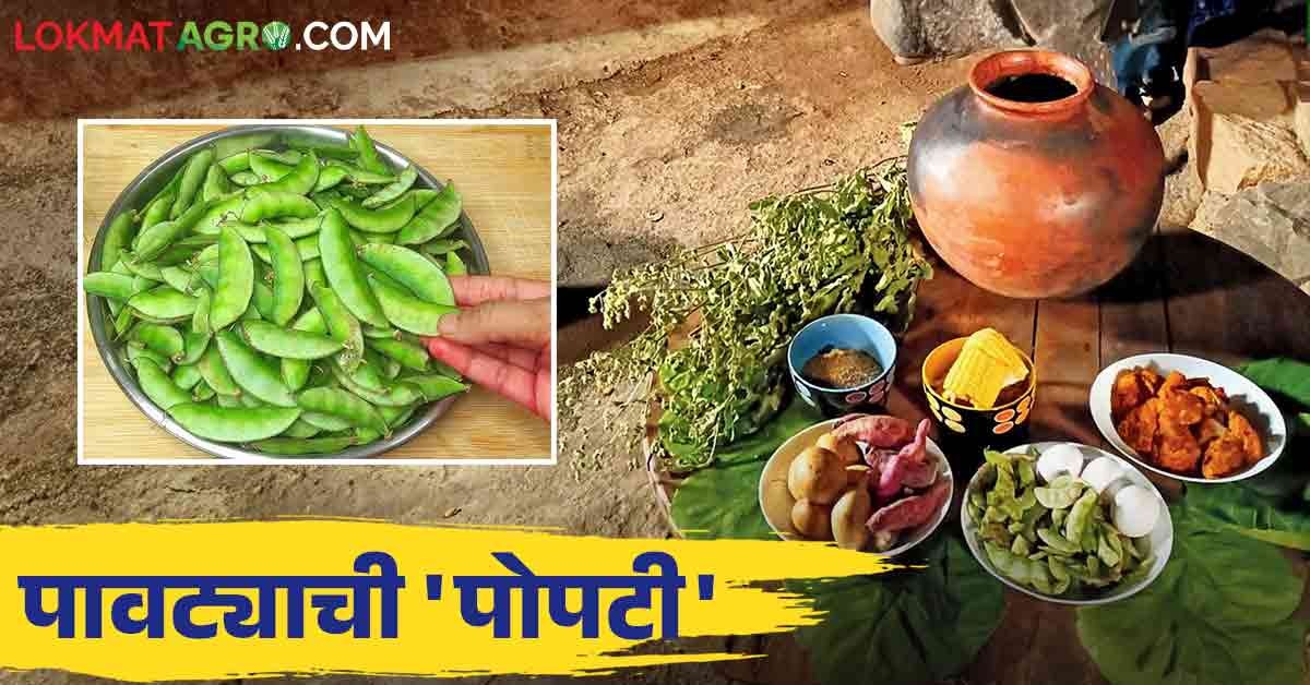Popti : पावटा दर शंभरीत जावो अथवा दोनशेत; पोपटी होणारच! कशी करतात पोपटी ...