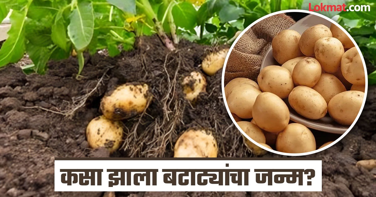 आपल्या आवडत्या बटाट्याचा जन्म झाला तरी कसा? रिसर्चमधून खुलासा कुठे झाला ...
