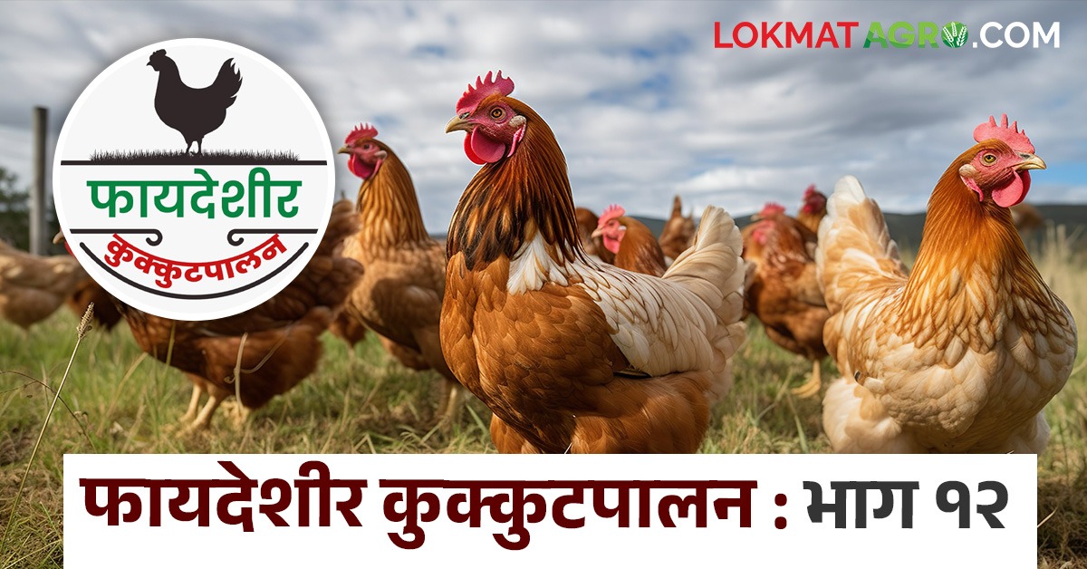 Shrinidhi Kombdi : कोणत्याही वातावरणात तग धरणारी श्रीनिधी कोंबडी, काय ...