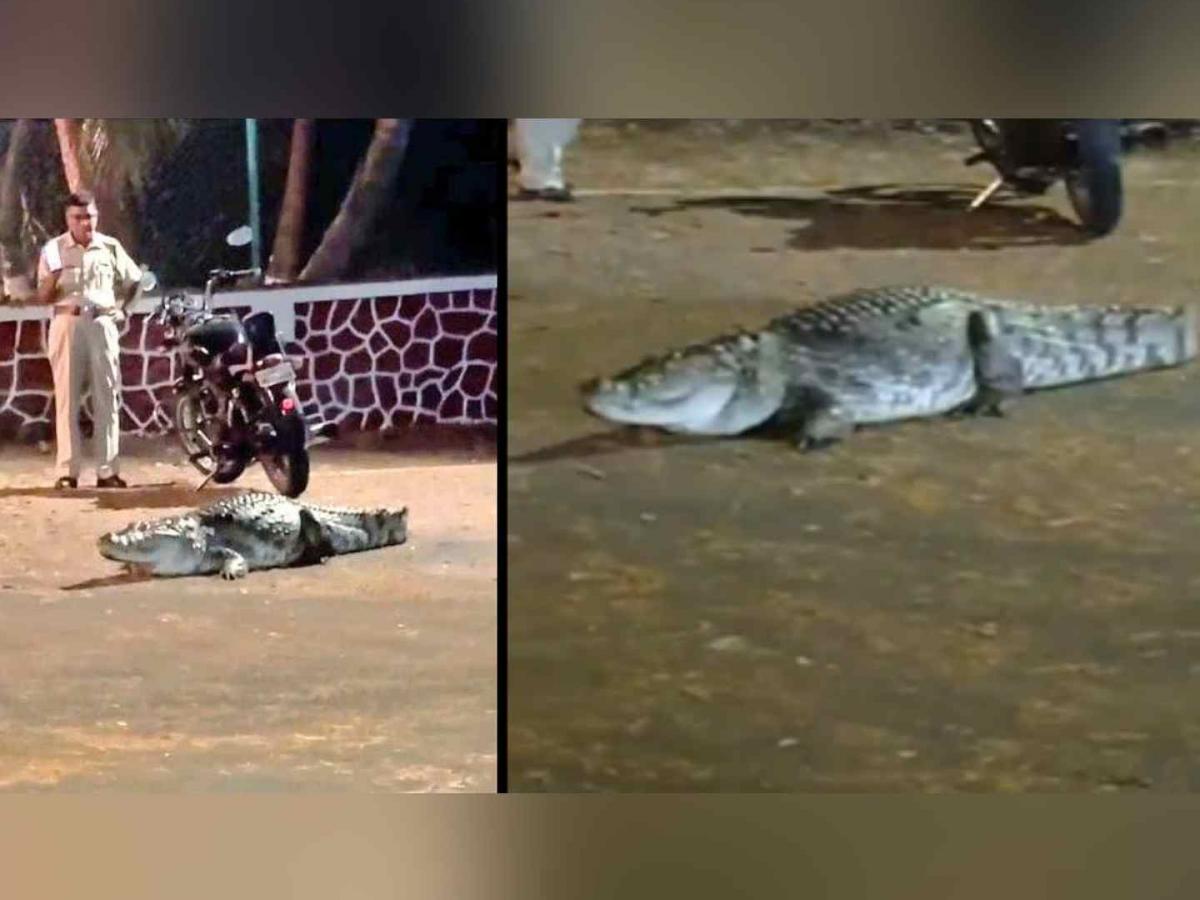 आयआयटी कॅम्पस की मगरींचा अधिवास? पवई तलावातील जलचर प्रदूषणामुळे ...