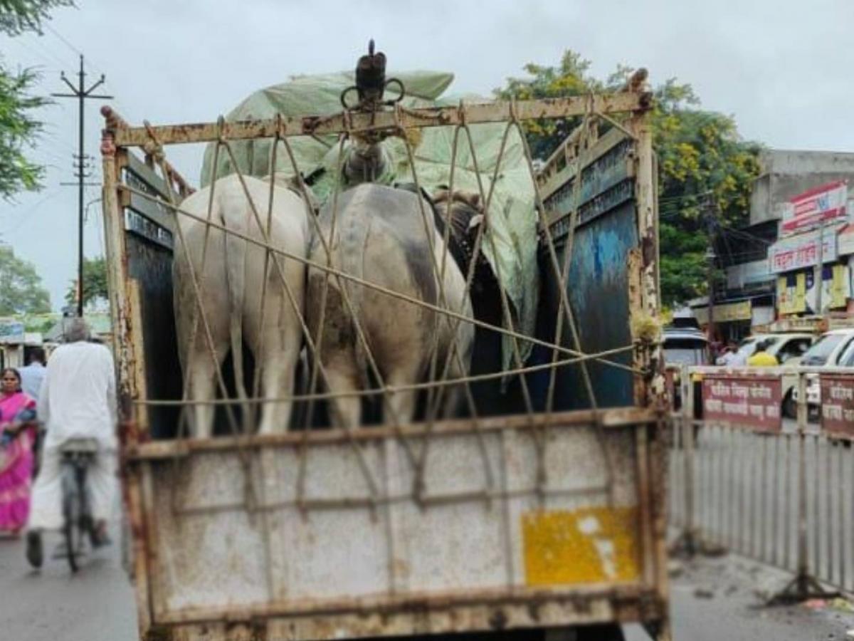 कत्तलखान्यात जनावरे वाहून नेणारी ३ वाहने पकडली, १५ जनावरांची सुटका ...