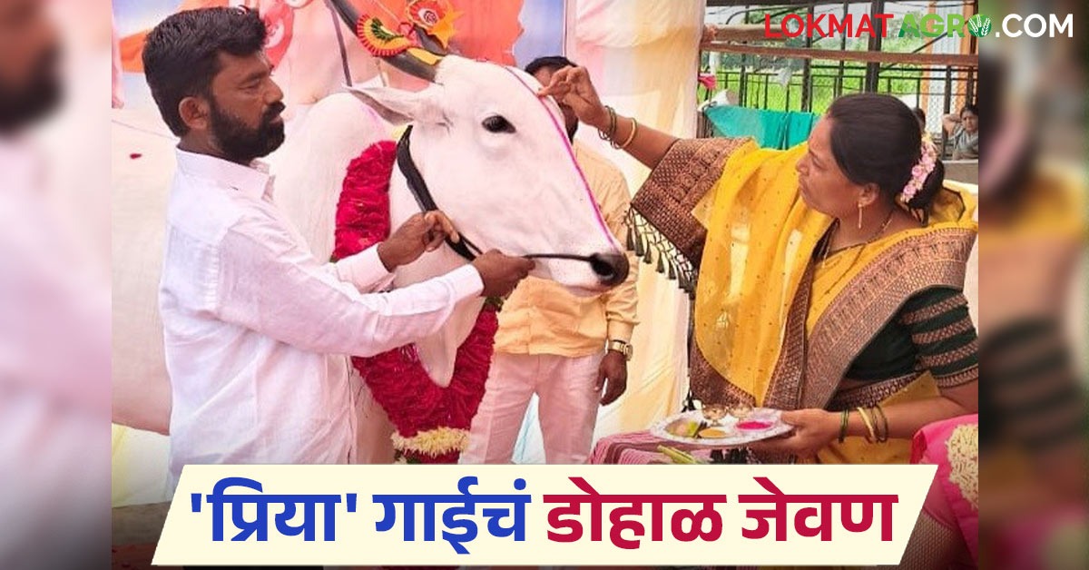 Khillar Cow : शेतकऱ्याच्या हौसेला मोल नाही; घातले खिल्लार गाईचे डोहाळ ...