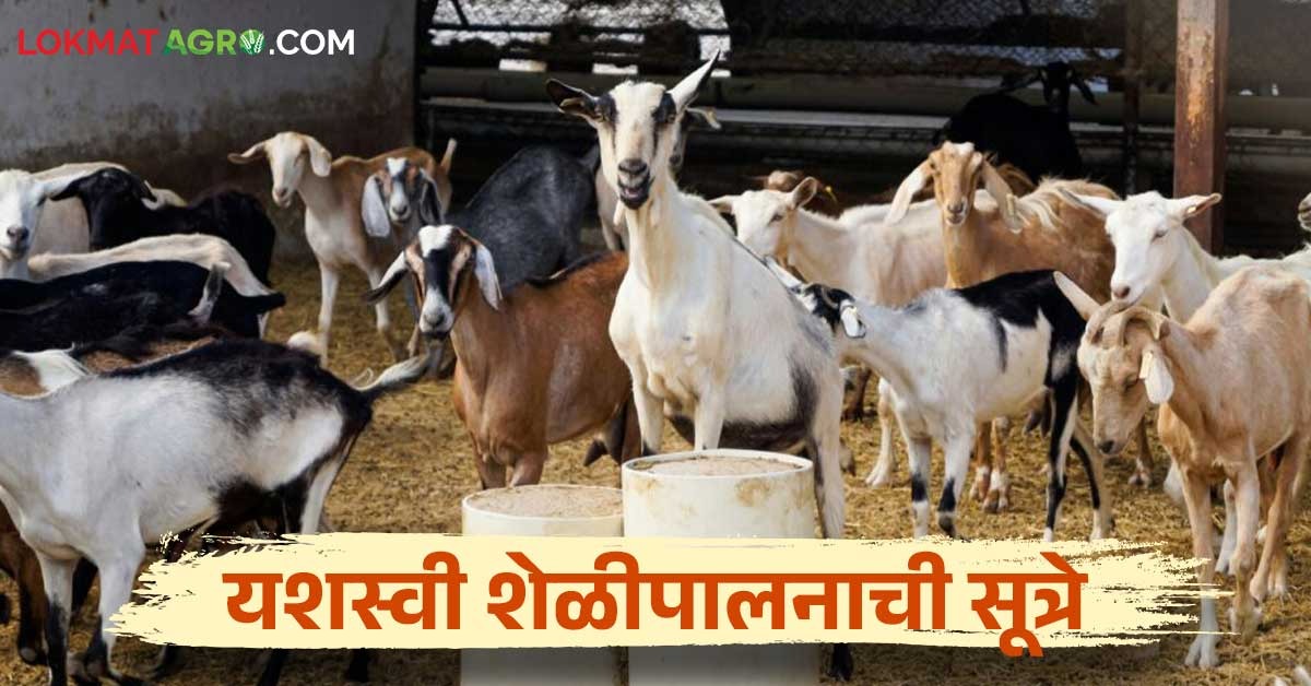 Sheli Palan : फायदेशीर शेळीपालन करण्यासाठी सोपी आणि महत्वाची त्रिसूत्री ...