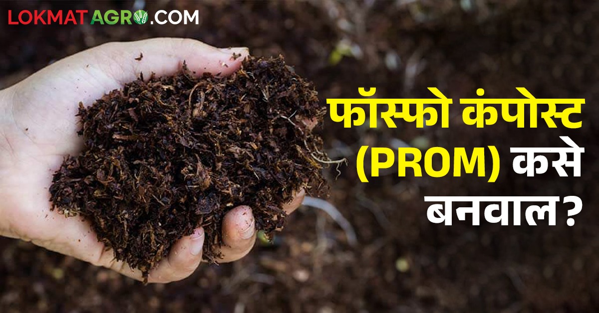 स्फुरदयुक्त सेंद्रिय खत सुपर फॉस्फो कंपोस्ट घरच्या घरी बनविण्याची सोपी ...