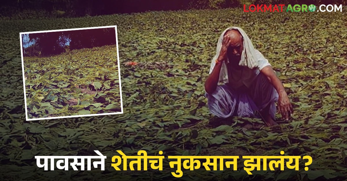 Nuksan Bharpai : राज्यात पावसानं शेतीपिकांची दाणादाण, शेतकऱ्यांनो ...