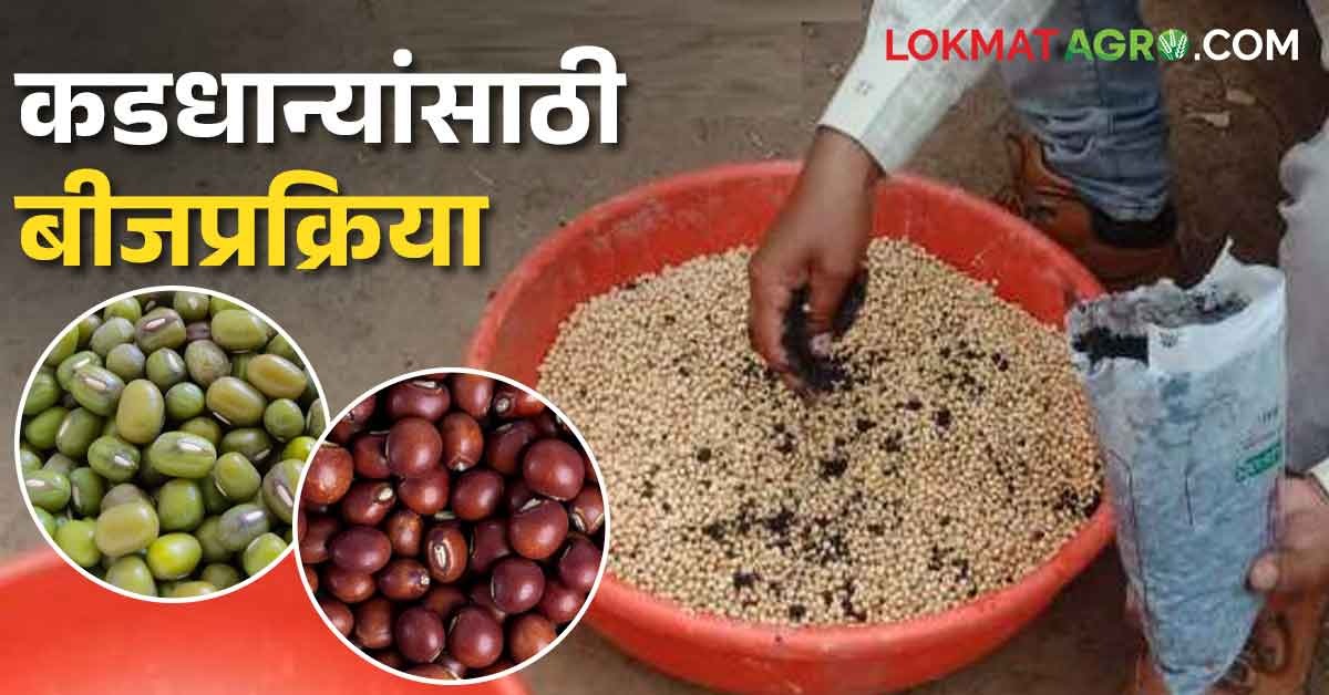 Seed Treatment खरीपातील कडधान्य तूर, मुग, उडीद पिकातील बीजप्रक्रिया कशी ...