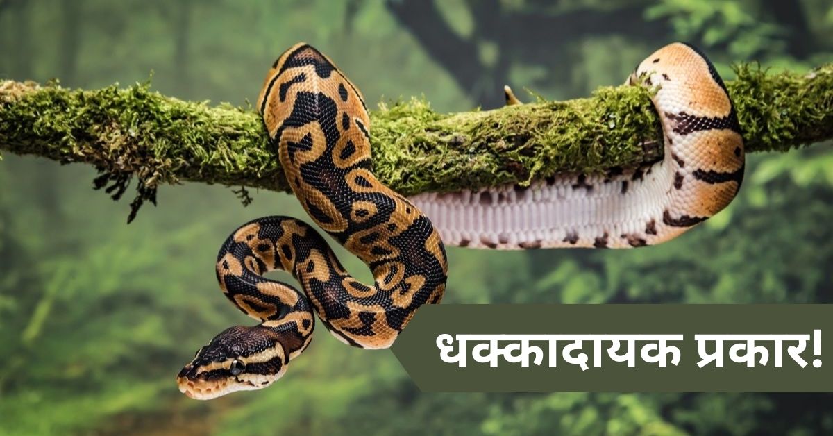 Python Hunting: अजगर मारून त्याचं मांस शिजवलं, दोन जणांना अटक ...