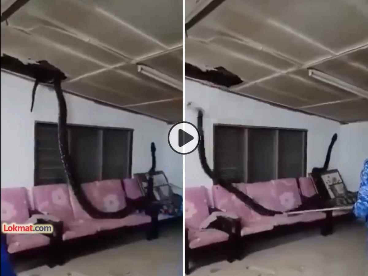 Video: धक्कादायक! घराचं छप्पर तोडून ८० किलोचा अजगर सोफ्यावर पडला, पुढे ...