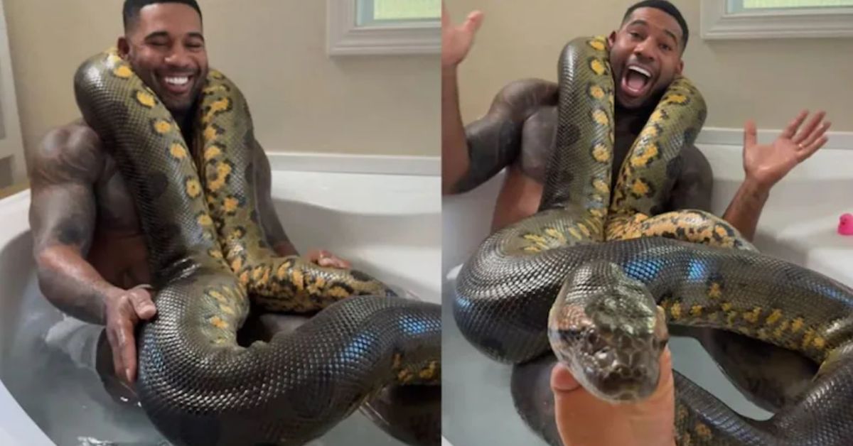 भल्यामोठ्या अजगरासह बाथटबमध्ये आंघोळ करणाऱ्या तरुणाचा व्हिडिओ व्हायरल ...