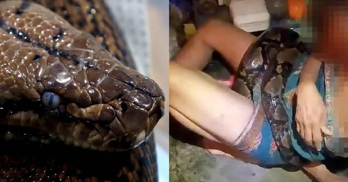 Video: बापरे! अजगराचा महिलेला विळखा, दोन तास मृत्यूशी झुंज, श्वास घेणेही कठीण; अखेर... - Marathi ...