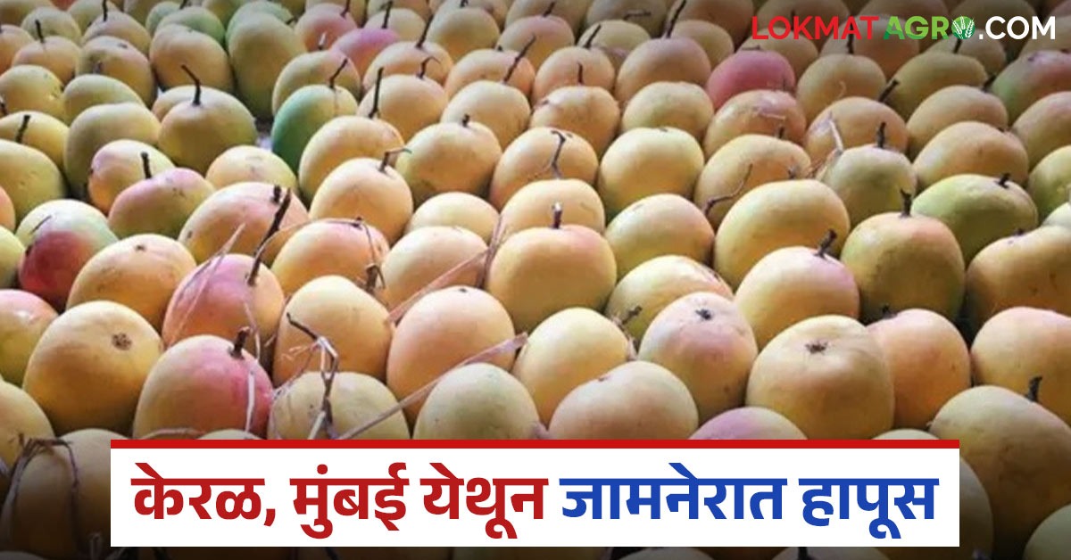 केरळ, मुंबई येथून जामनेरात हापूस दाखल; वाचा काय आहे दर | Hapus arrives ...