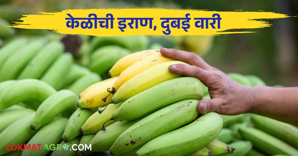 Banana Export From Marathwada मराठवाडी केळीचा परदेशी थाट; दीड महिन्यात ...