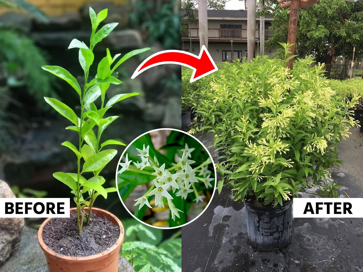 पावसाळ्यात रातराणीला बहर येण्यासाठी करा ३ गोष्टी! मंद-धुंद सुगंधाने ...