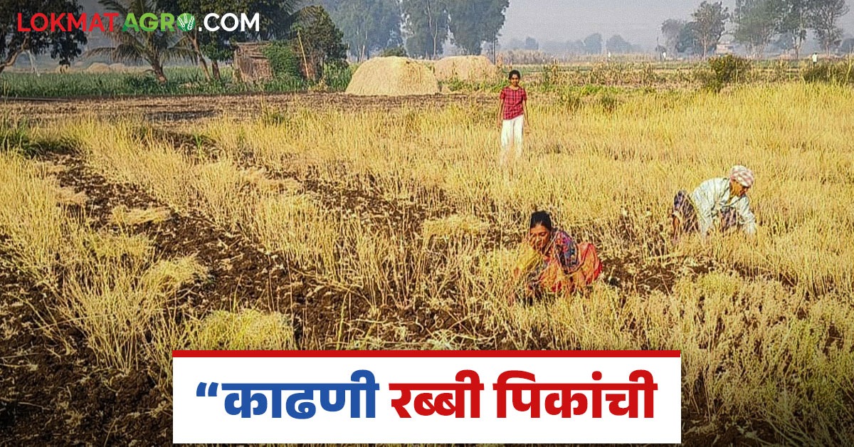 Rabbi Crop Harvesting : रब्बी पिके योग्य वेळी काढा, नुकसान टाळा, योग्य ...
