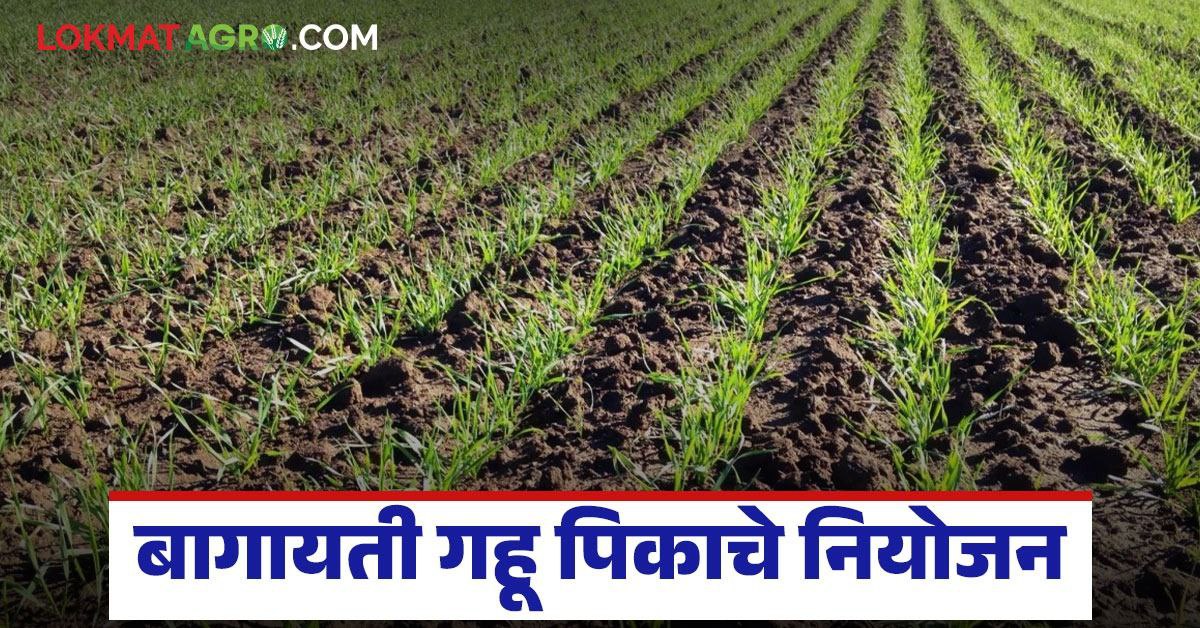 Gahu Pik Niyojan : बागायती गव्हाची पेरणी कधीपर्यंत करता येईल, वाण कोणते ...