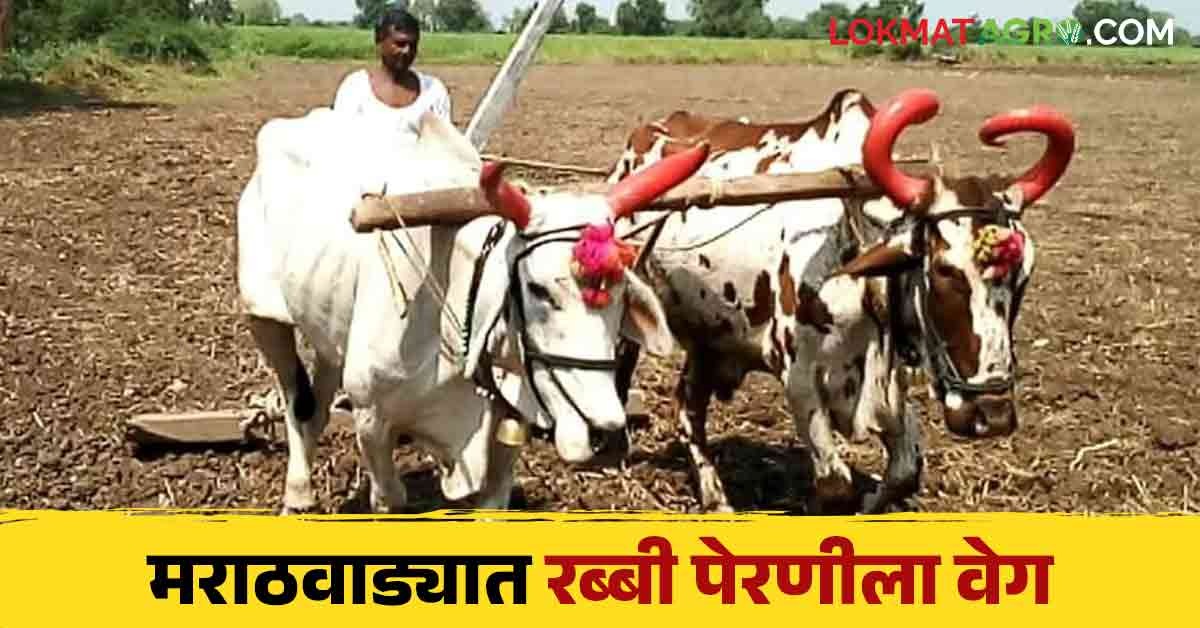 Rabi Season starting in Marathwada