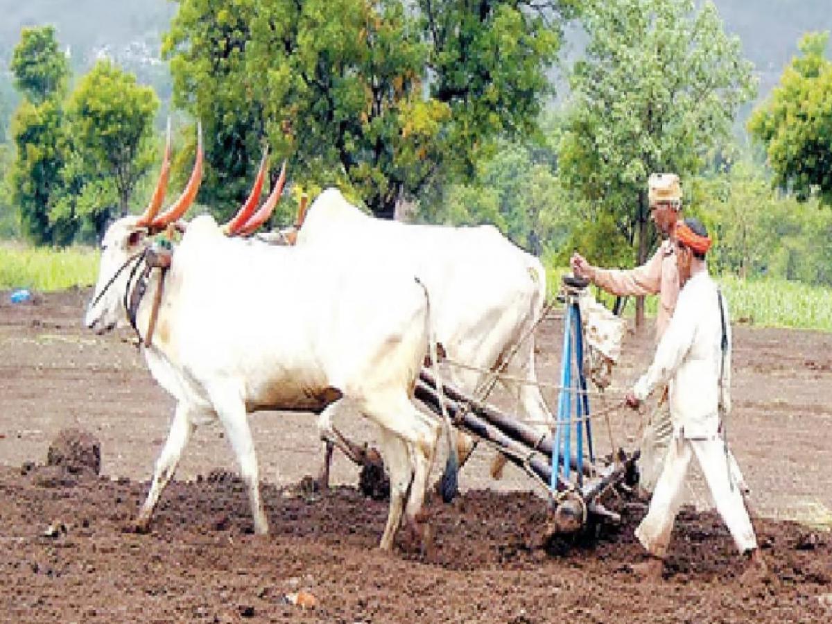 सातारा जिल्ह्यात रब्बी हंगाम पेरणीला सुरुवात; आतापर्यंत किती झाली ...