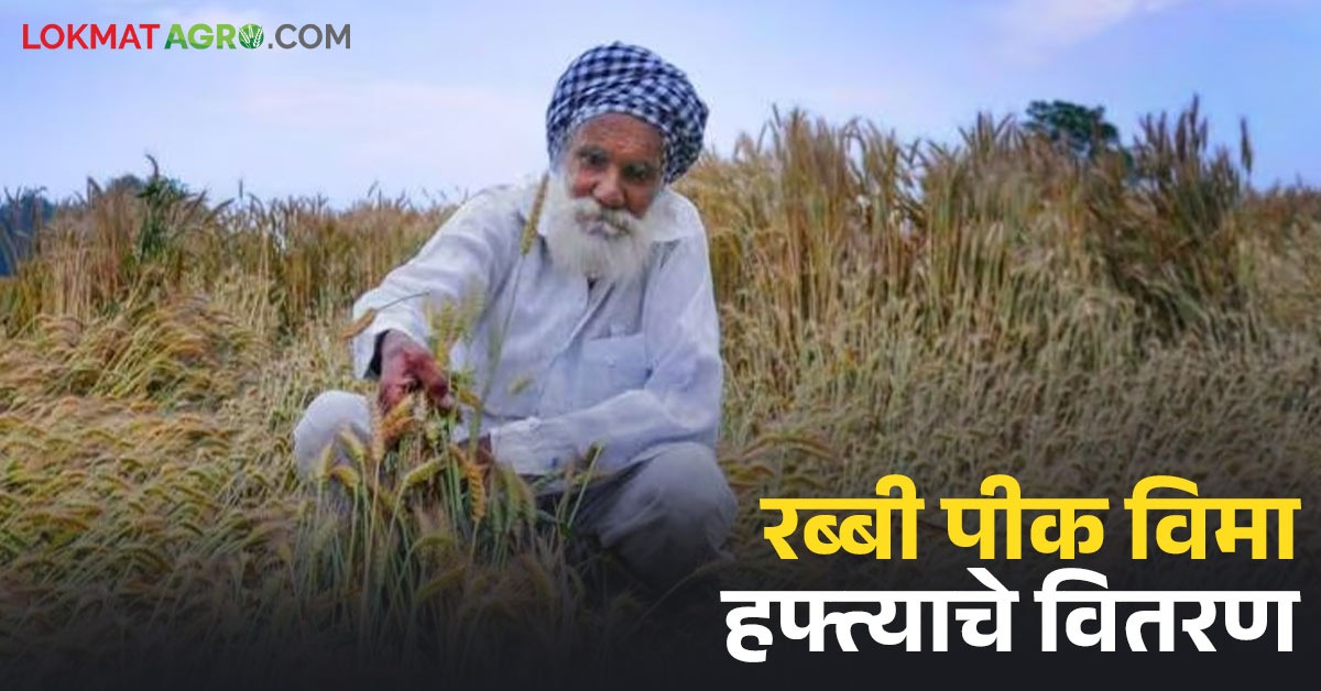 रब्बी हंगाम 2023 च्या पीक विम्याची रक्कम आली, पहा कंपनीनिहाय मिळणारा ...