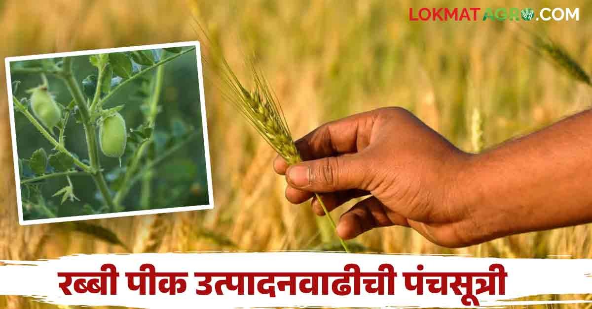 Rabbi Crop Management : रब्बी पिकांचं उत्पादन वाढवायचं, 'ही' पंचसूत्री ...