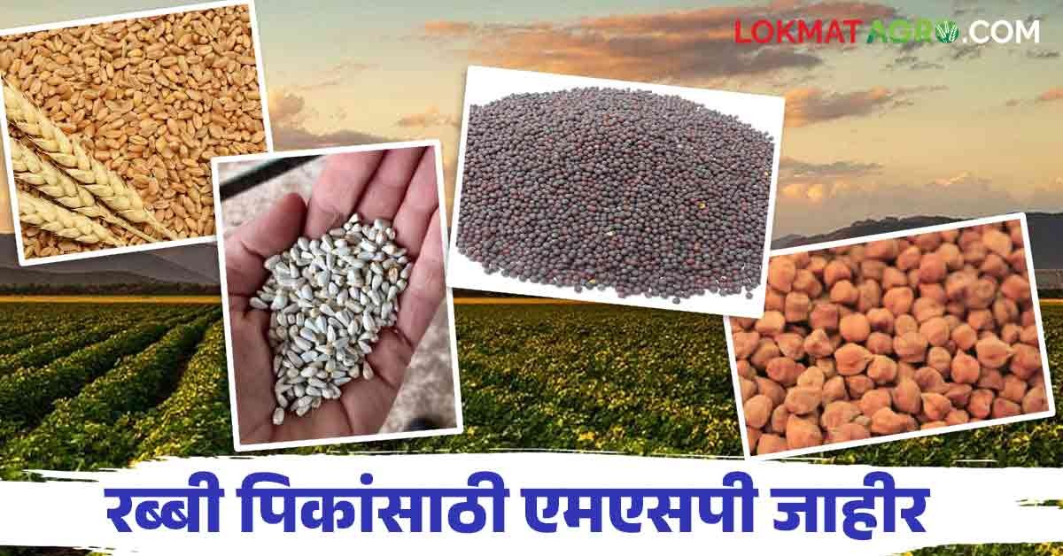 MSP for Rabi Season : २०२५-२६ रब्बी हंगामातील पिकांसाठी किमान आधारभूत ...